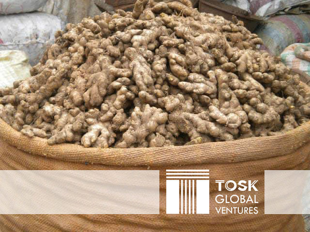 GINGER VERSATILITY - Types, Uses and Benefits - TOSK Global Ventures